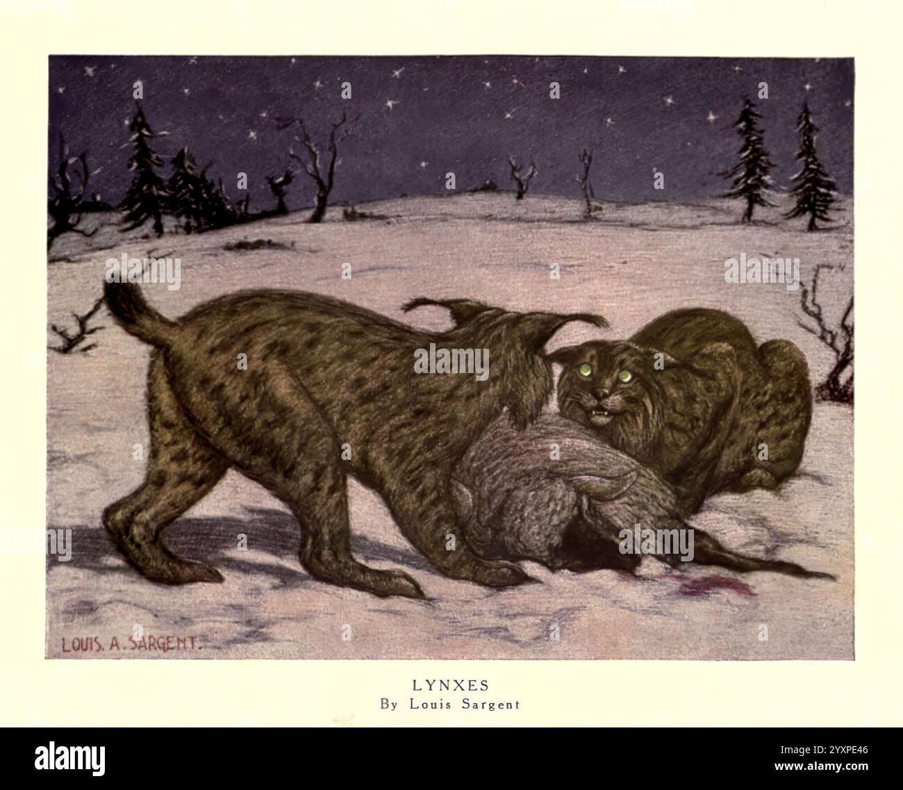 The wild beasts of the world London, [1909?], sheep, zoology, animal ...