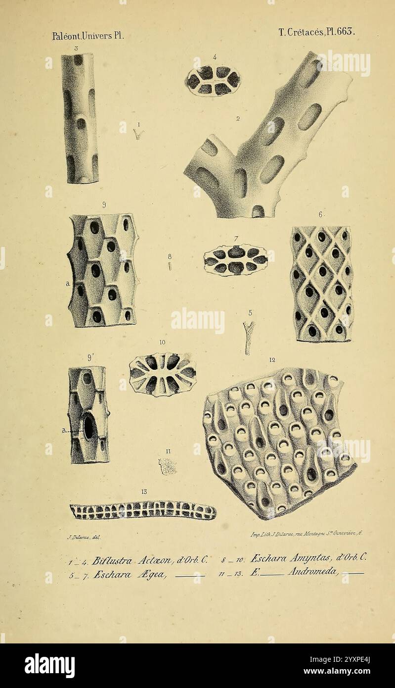 Numbered section highlights unique patterns hi-res stock photography ...