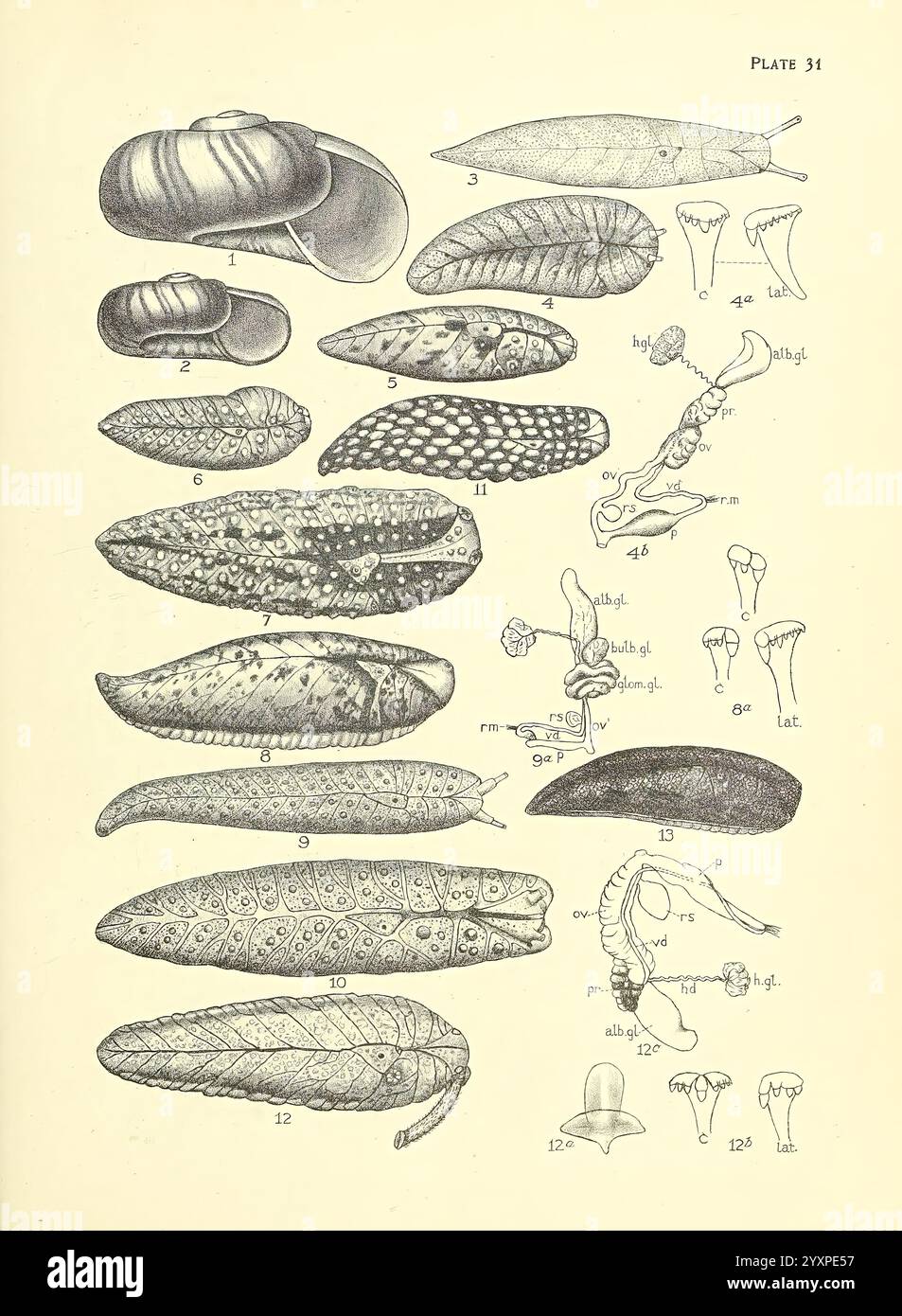 Mollusks taxonomy hi-res stock photography and images - Alamy