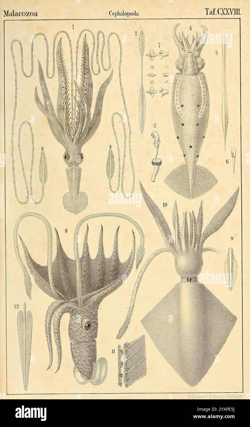 Dr. H.G. Bronn's Klassen und Ordnungen der Weichthiere (Malacozoa ...