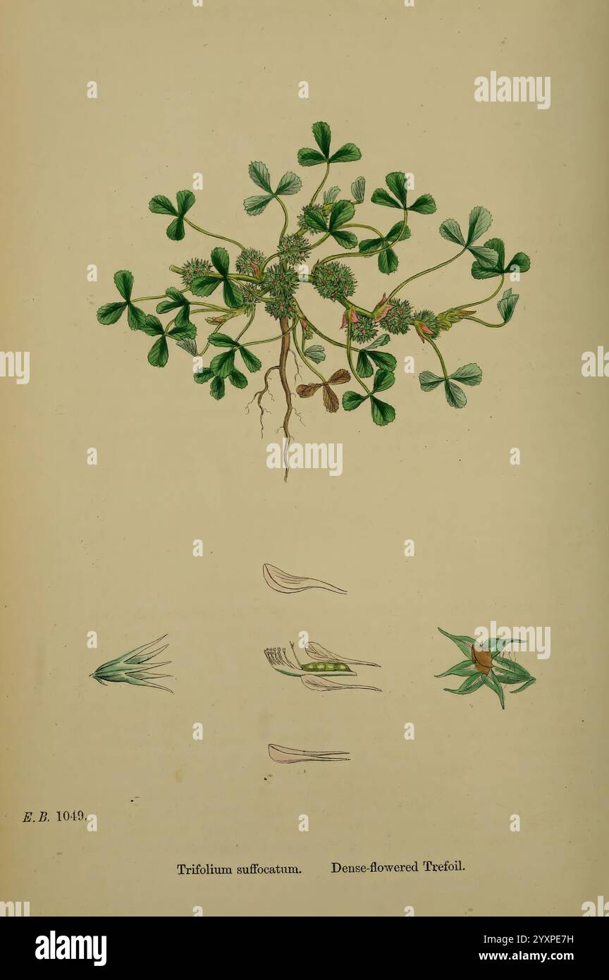 English, botany, Coloured, figures, of, British, plants, London, R ...