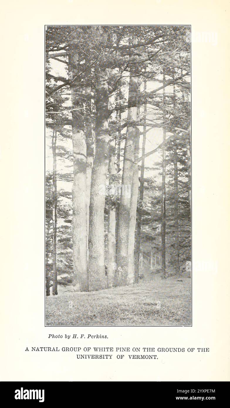 Flora of Vermont, Burlington, Vt, Free Press Print. Co, 1915, plants ...