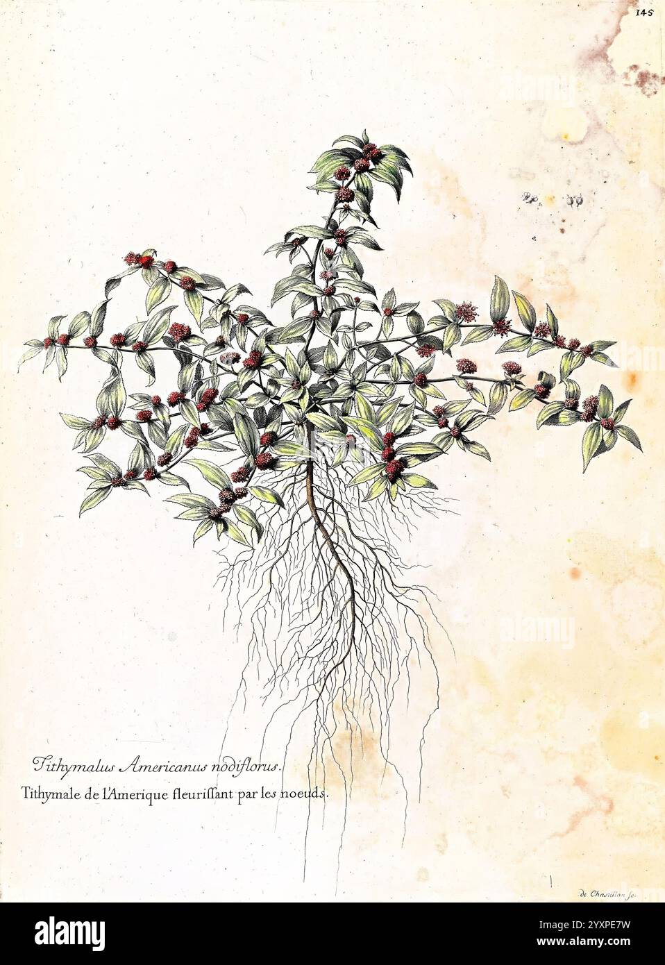 Gravees ordre roi louis xiv paris impr royale 1786 pictorial hi-res ...