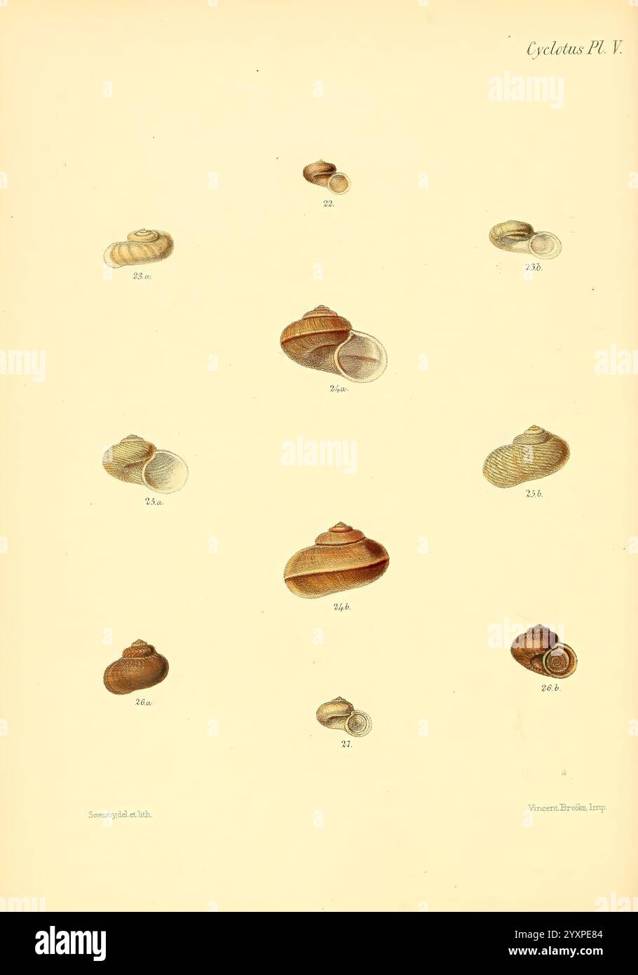 Conchologia Iconica, or Illustrations of the Shells of Molluscous ...