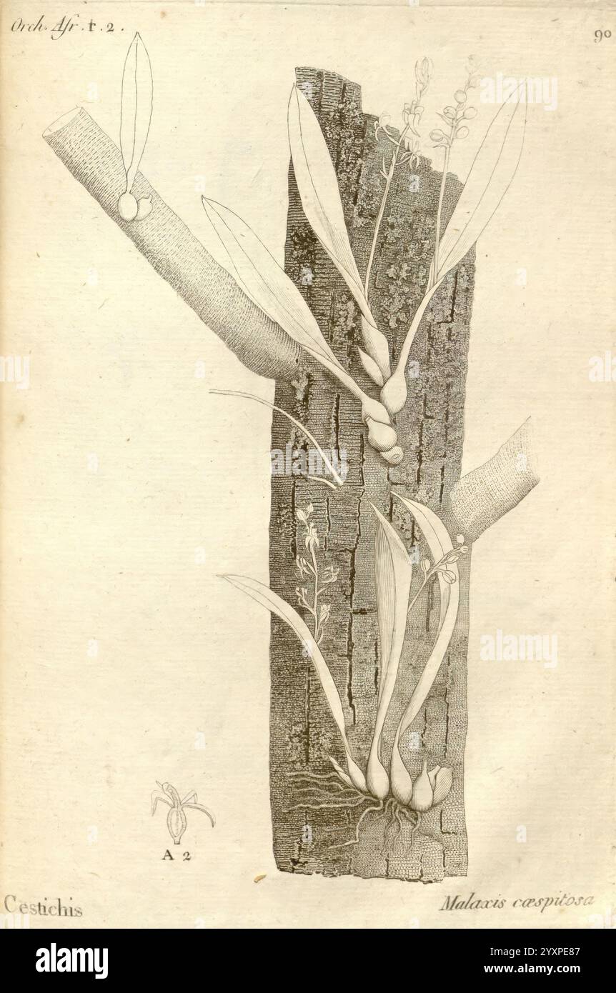 Malaxis carthaginensis hi-res stock photography and images - Alamy