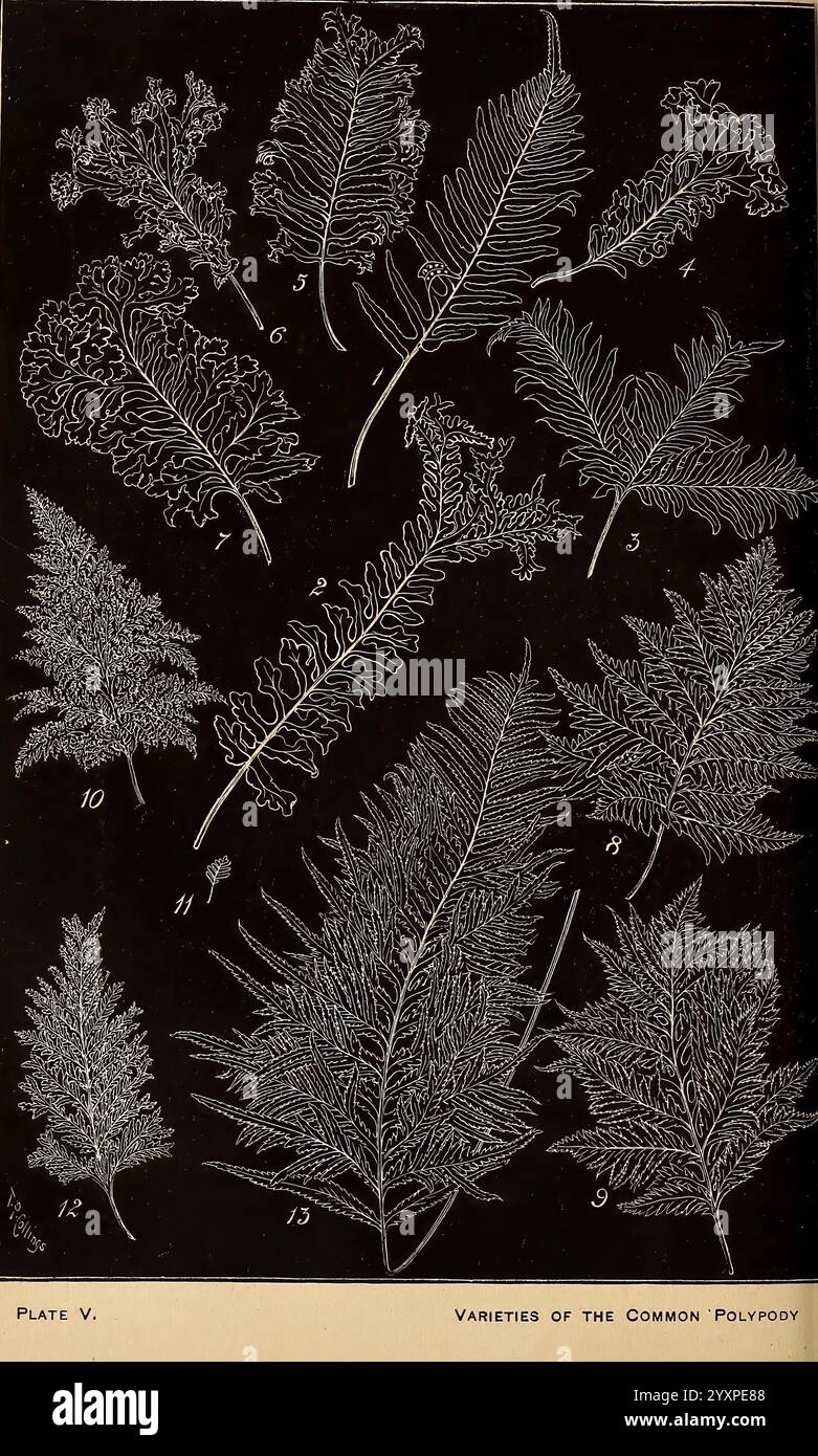 Choice british ferns london hi-res stock photography and images - Alamy