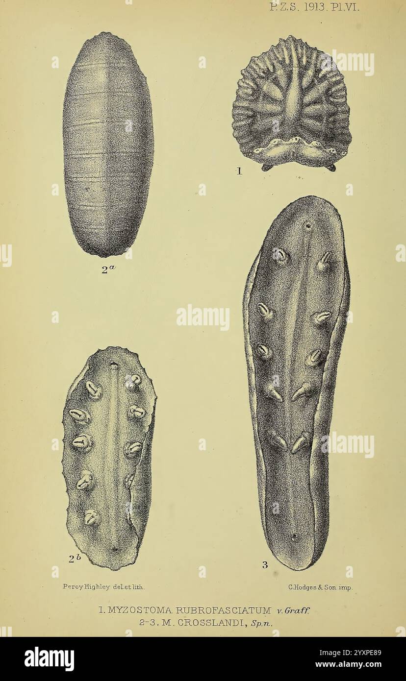 Organism alongside various shapes hi-res stock photography and images ...