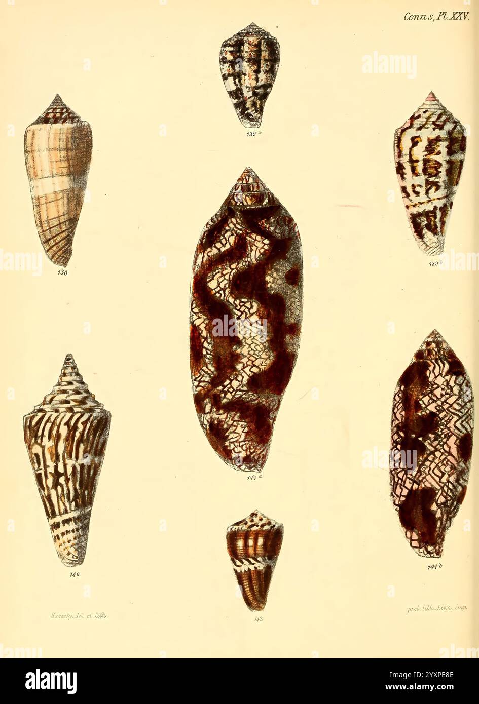 Intricate patterns of dark spots hi-res stock photography and images ...