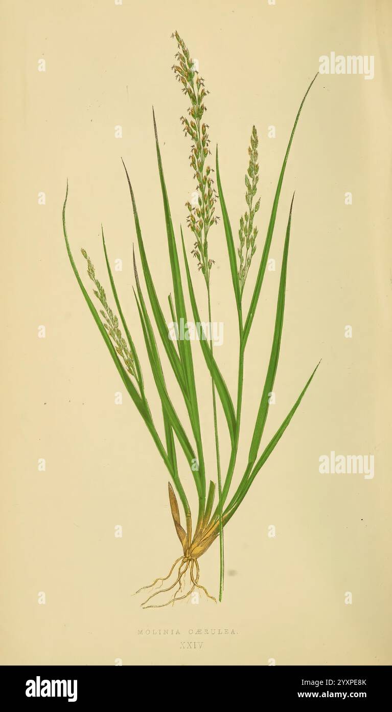 A natural history of British grasses, London, Groombridge, 1858, Great ...