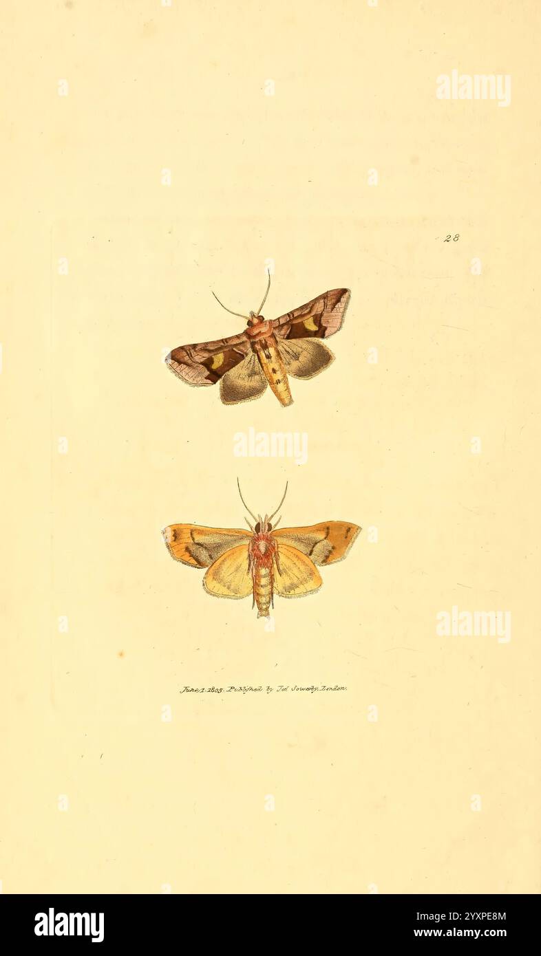 Brighter specimens hi-res stock photography and images - Alamy