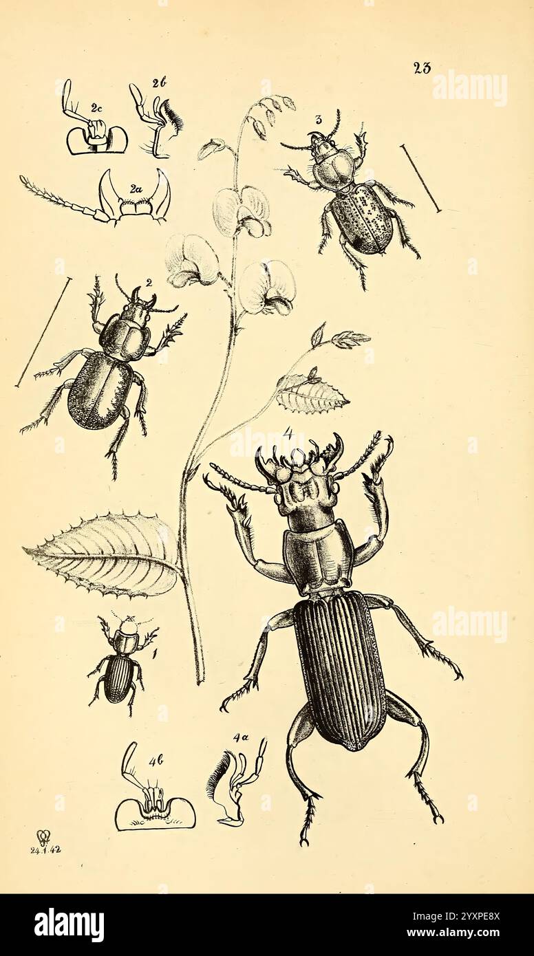 Arcana entomologica, or Illustrations of new, rare, and interesting ...