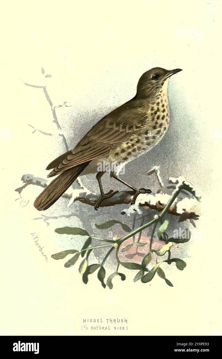 Well defined spots hi-res stock photography and images - Alamy