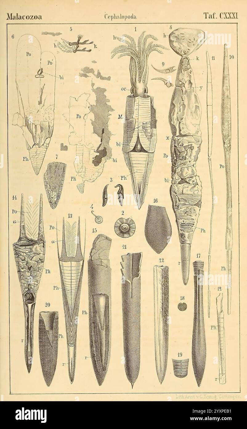 Dr. H.G. Bronn's Klassen und Ordnungen der Weichthiere (Malacozoa ...