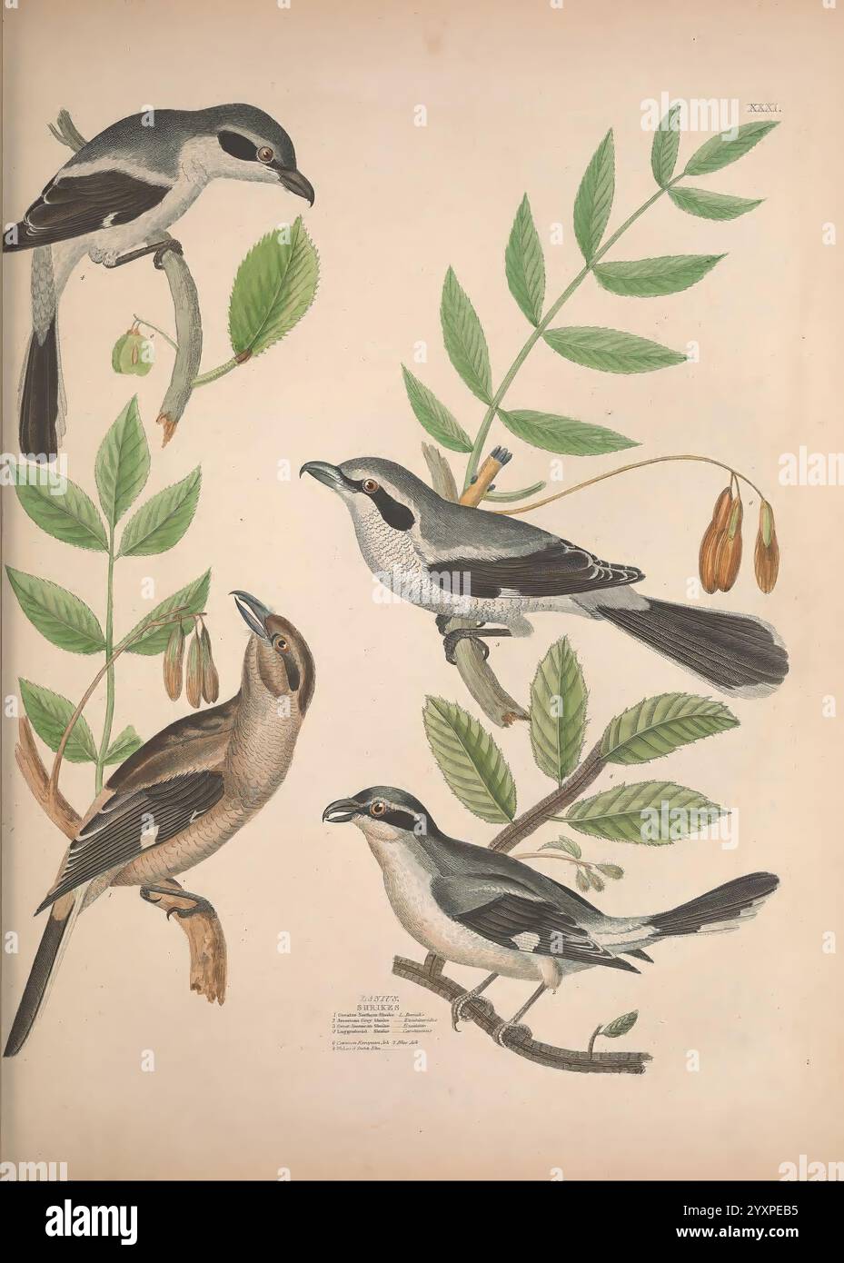 Illustrations of the American ornithology of Alexander Wilson and ...
