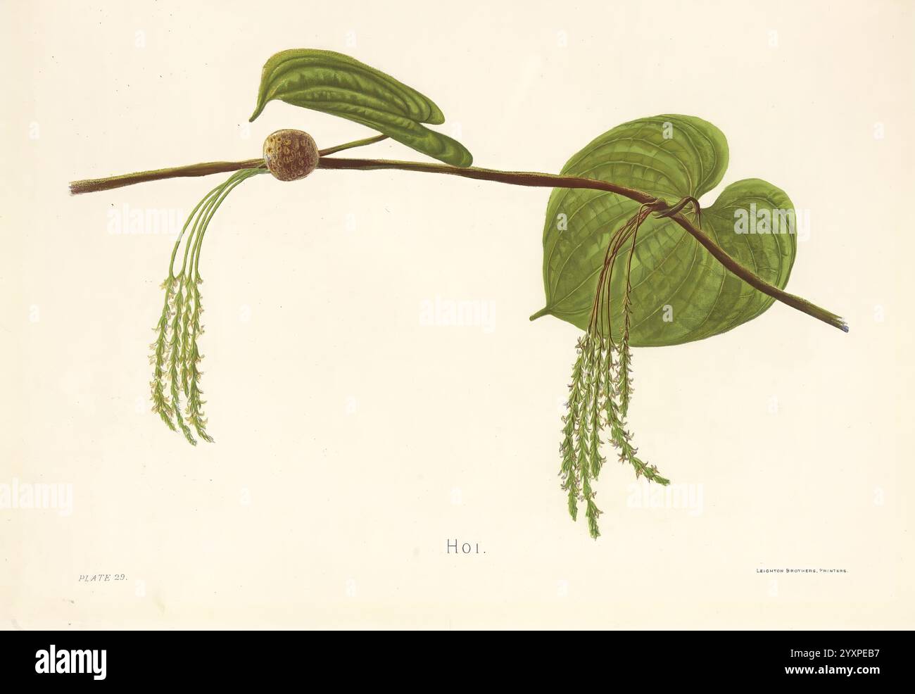 Indigenous, flowers, of, the, Hawaiian, islands, London, Sampson, Low ...