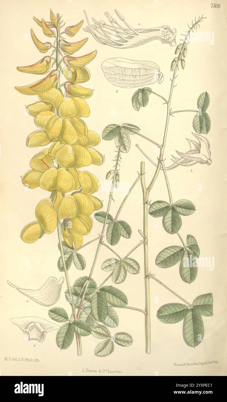 Smaller drawings showing hi-res stock photography and images - Alamy