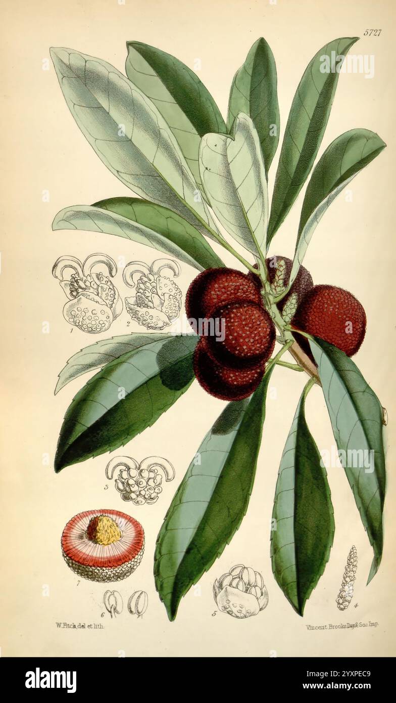 Curtis's Botanical Magazine London, New York Botanical Illustration ...