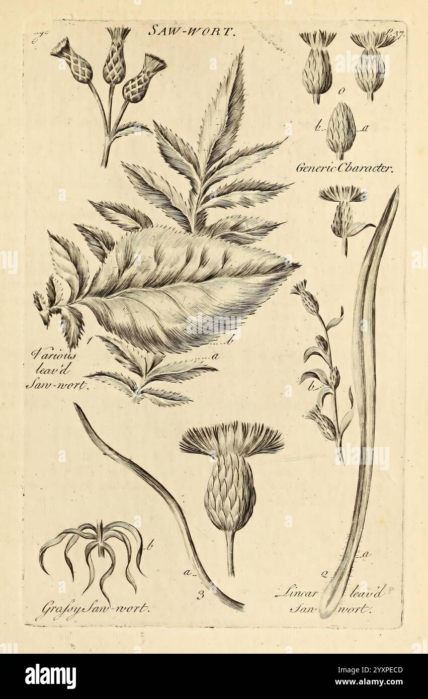 Identifying floral structures hi-res stock photography and images - Alamy