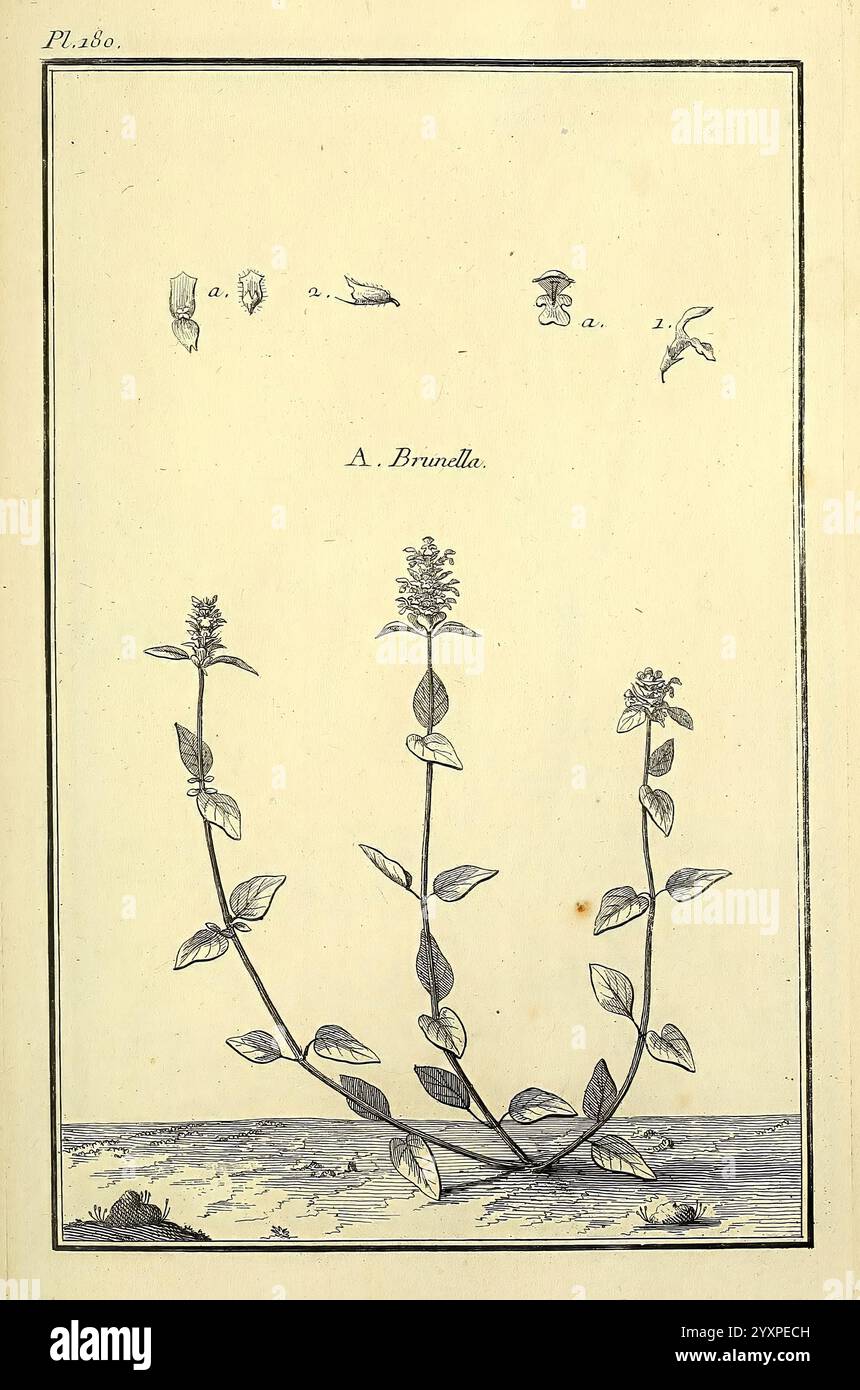 Traditional botanical illustration techniques hi-res stock photography ...