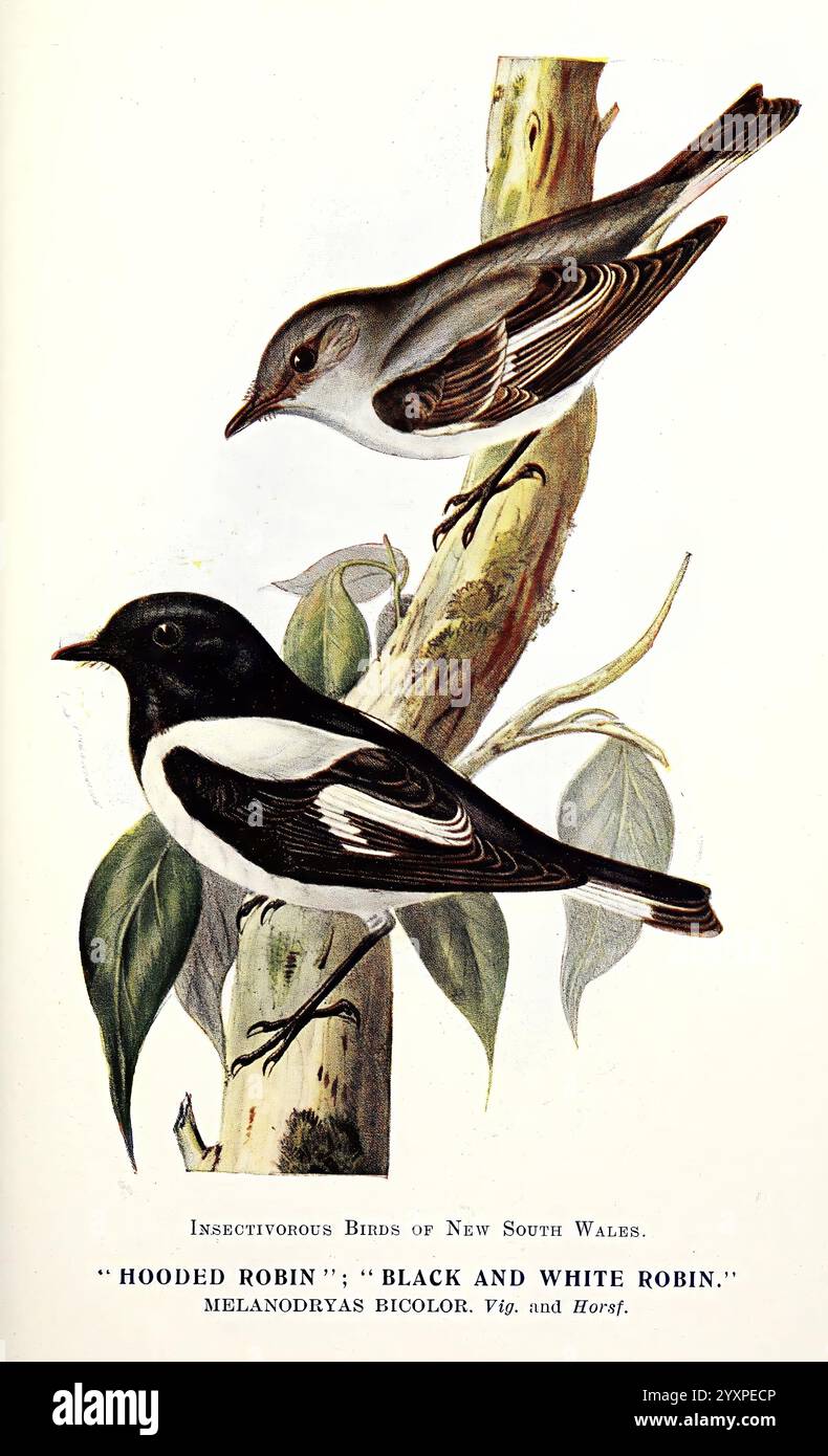 Some, useful, Australian, birds, Sydney, W.A, Gullick, Govt, Printer ...