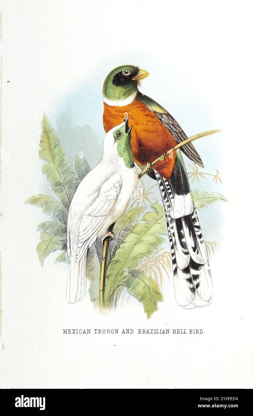 Brazilian bell bird hi-res stock photography and images - Alamy