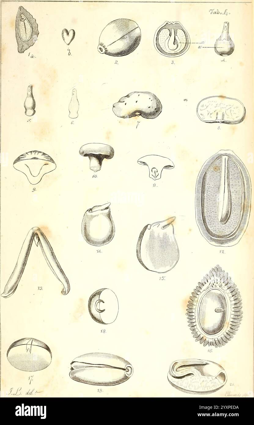 Scientific exploration of malacology hi-res stock photography and ...