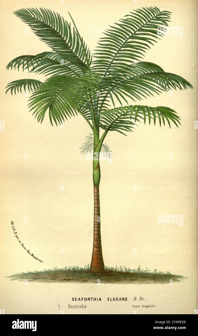 Palm trees long arching fronds hi-res stock photography and images - Alamy
