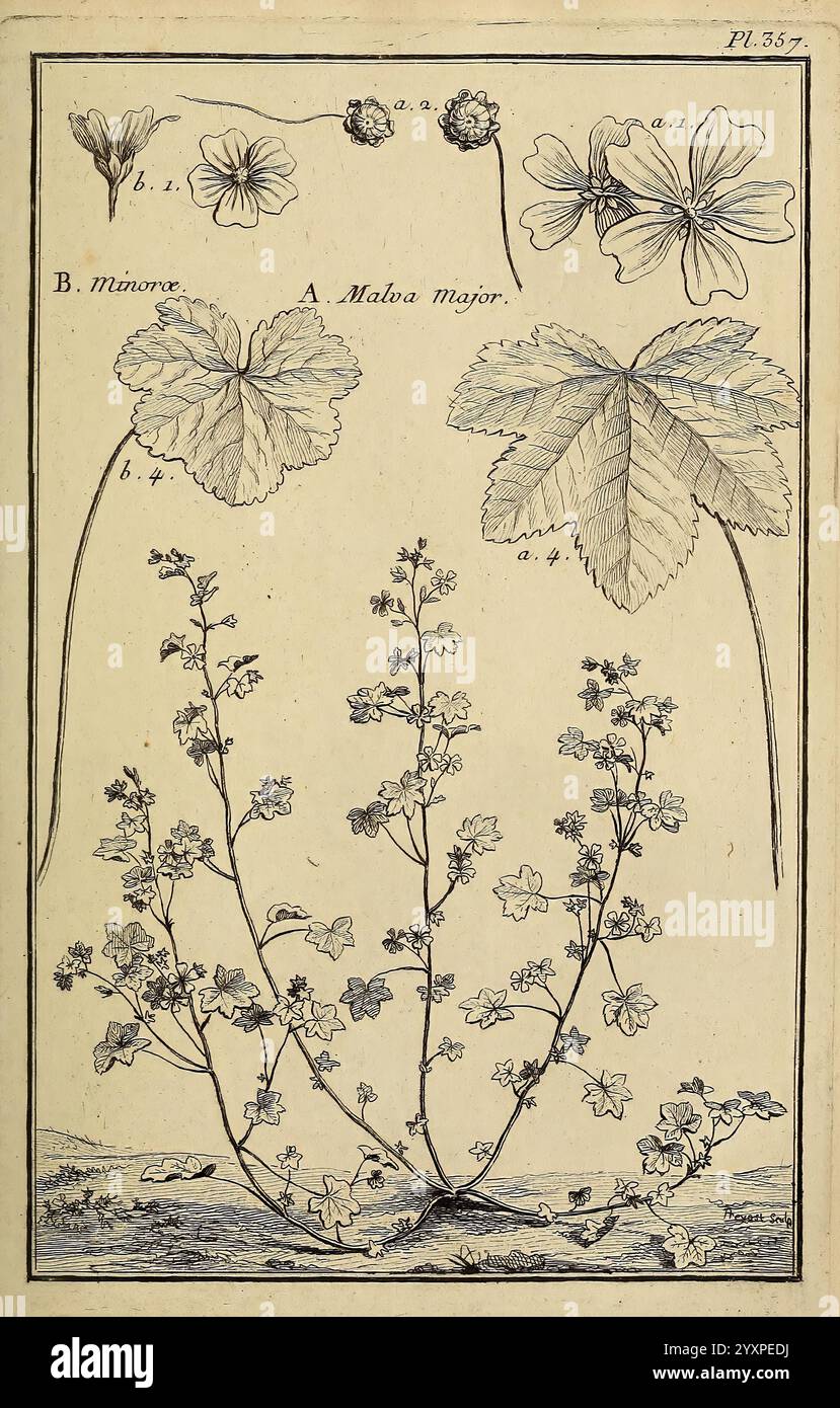 Malva major plant hi-res stock photography and images - Alamy