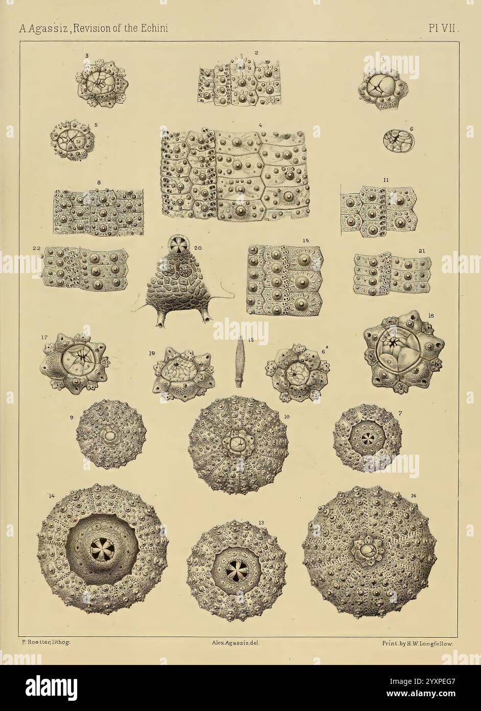 Revision of the Echini, Cambridge [Mass.], University Press, 1872-1874 ...