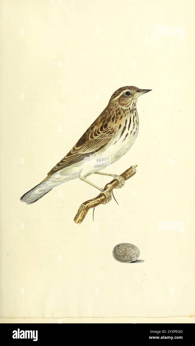 Smooth egg rests hi-res stock photography and images - Alamy