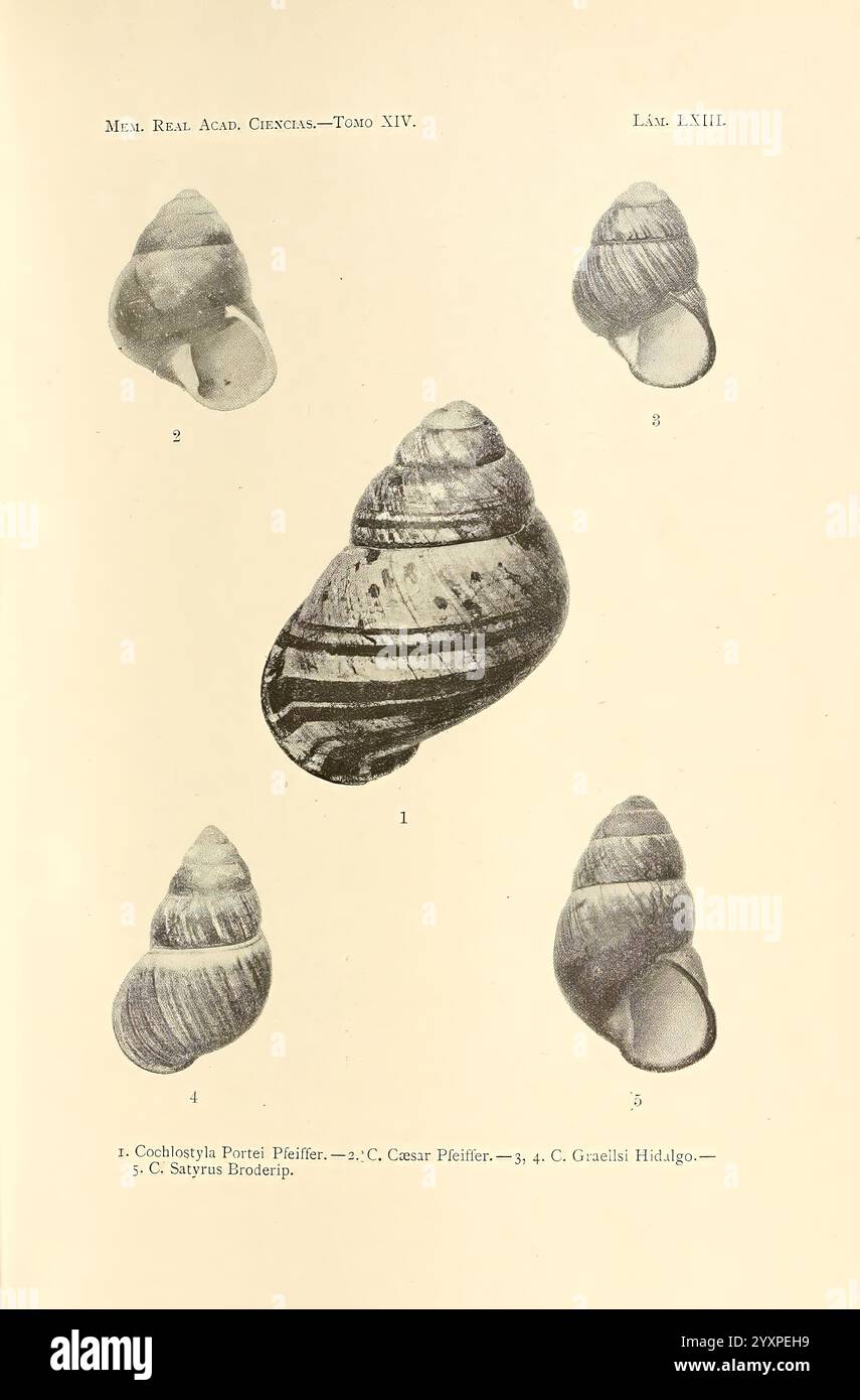 Shell displays unique spiral designs hi-res stock photography and ...