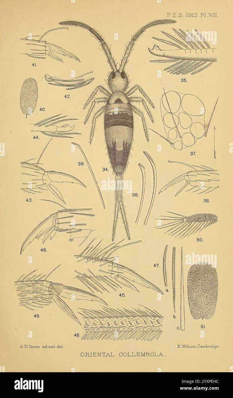 Setae patterns hi-res stock photography and images - Alamy