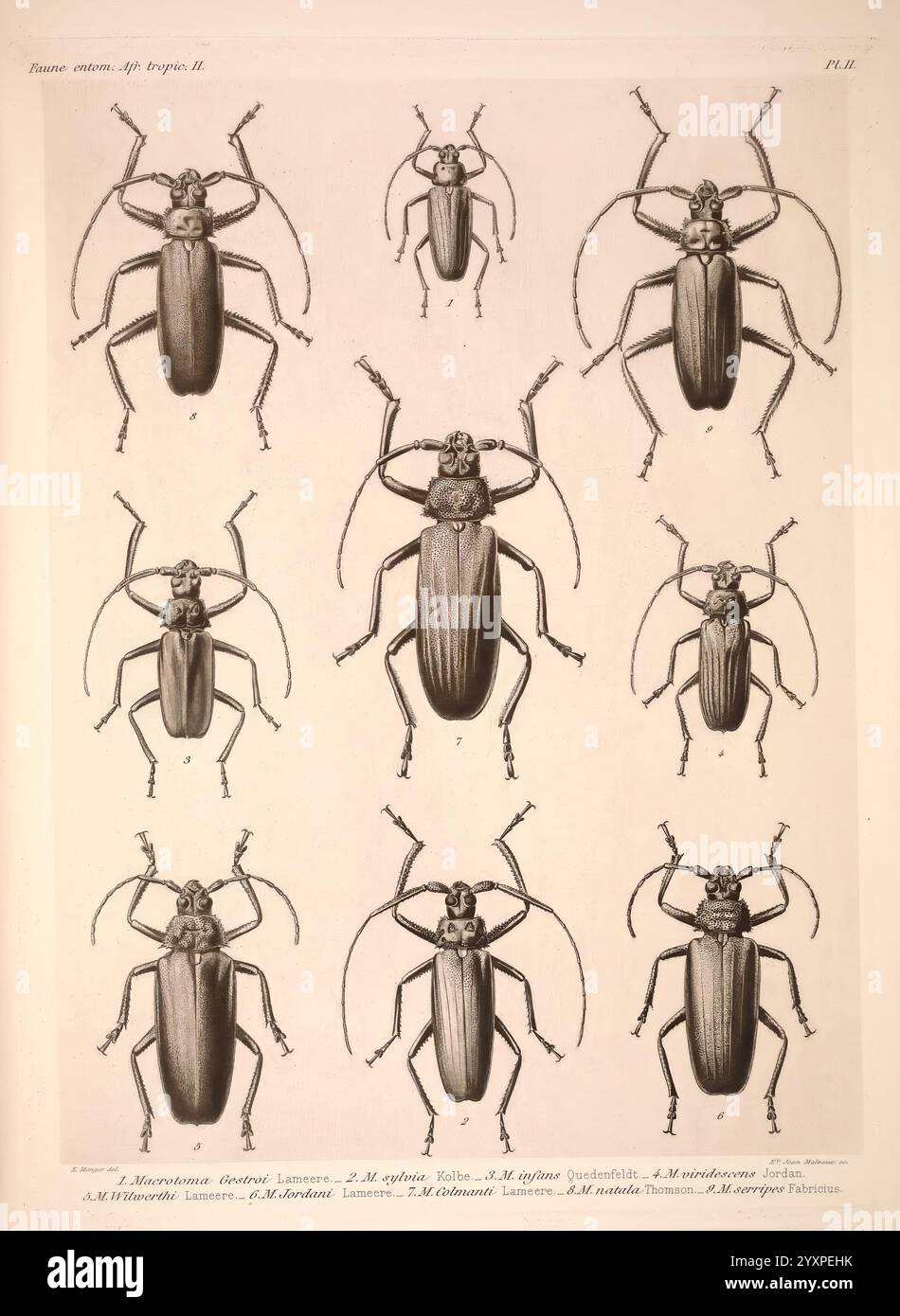 Showcasing distinct body shapes hi-res stock photography and images - Alamy