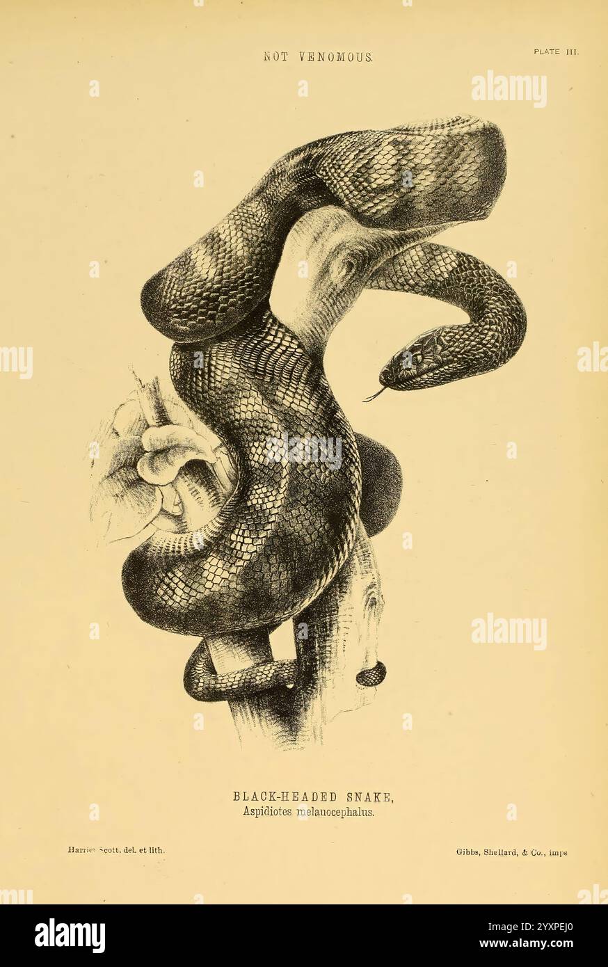 Snakes muscular form hi-res stock photography and images - Alamy