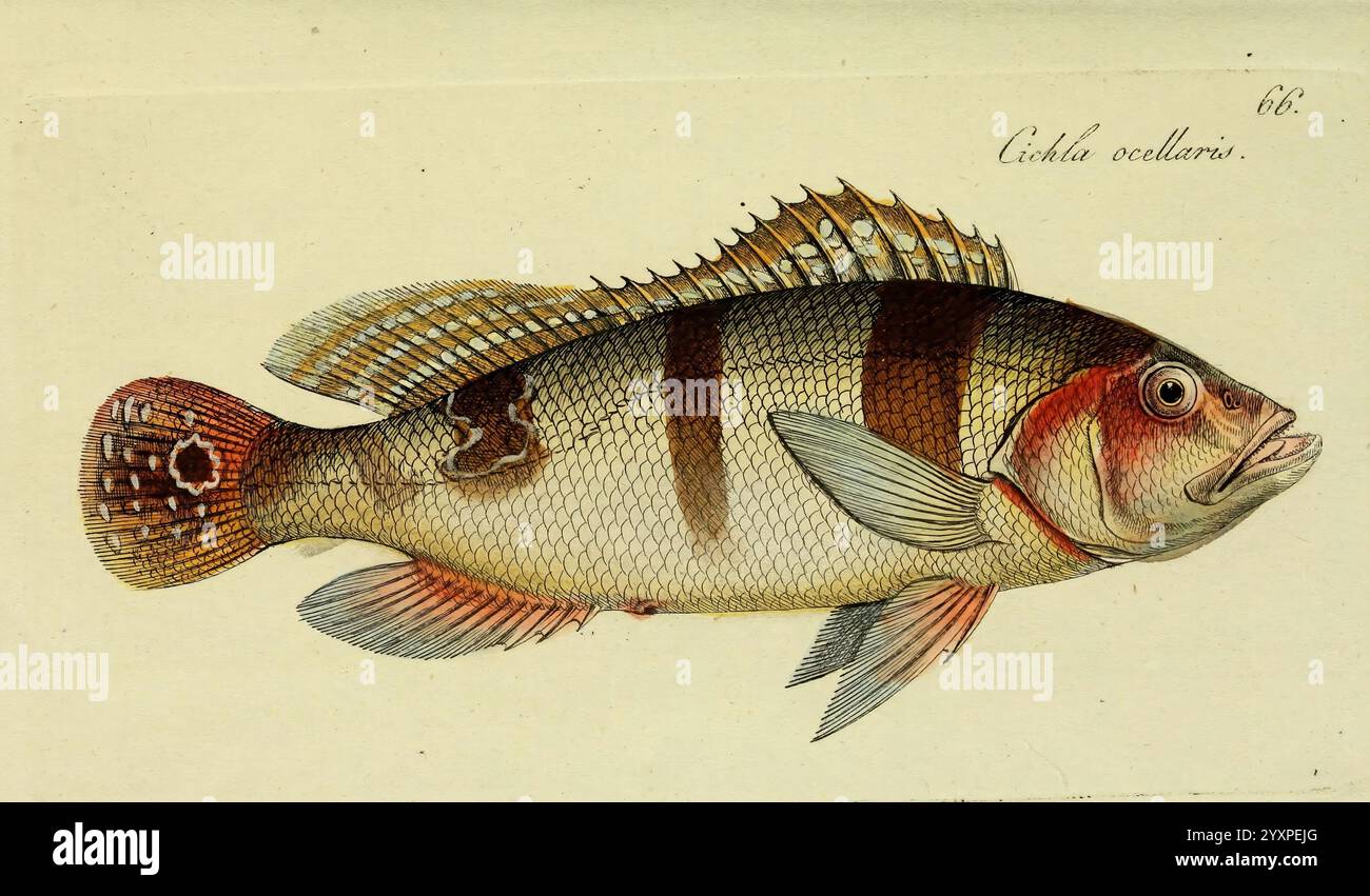 Featuring intricate scales hi-res stock photography and images - Alamy