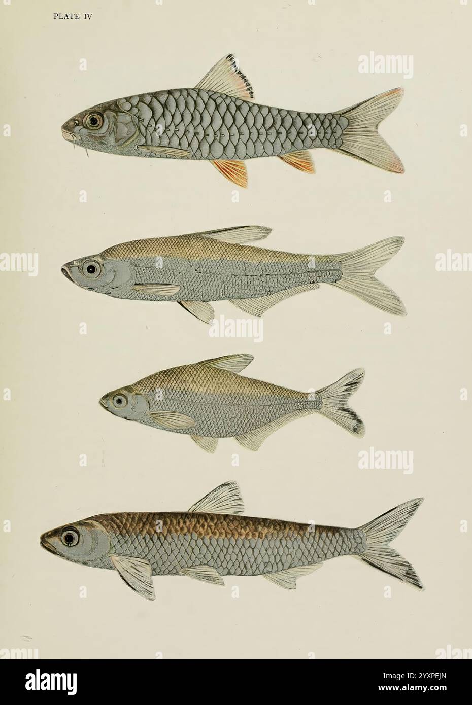 The fresh-water fishes of China New York American Museum of Natural ...