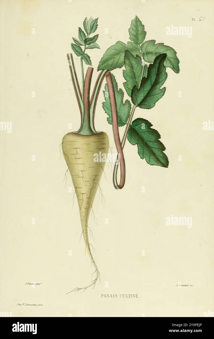 Parsnips structure hi-res stock photography and images - Alamy