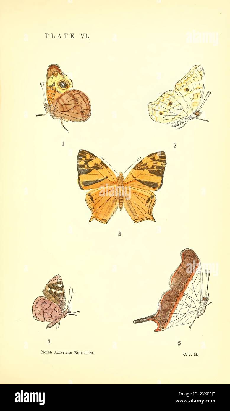 A manual of North American butterflies, Boston, De Wolfe, Fiske & Co ...