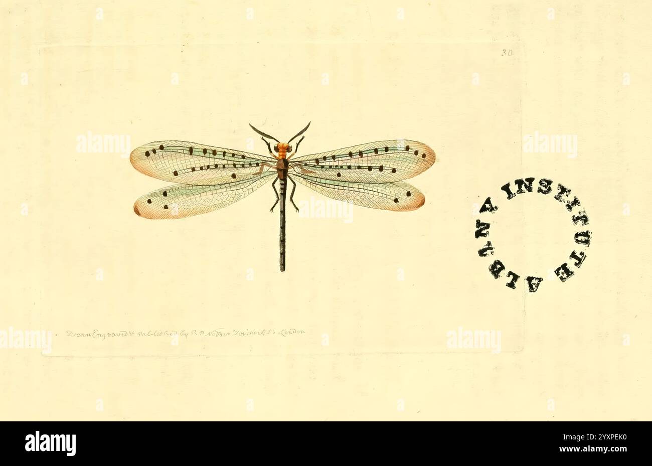 Dragonflys anatomy hi-res stock photography and images - Alamy