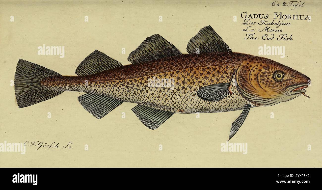 D. Marcus Elieser Bloch's, ausübenden Arztes zu Berlin, Atlas, Berlin ...