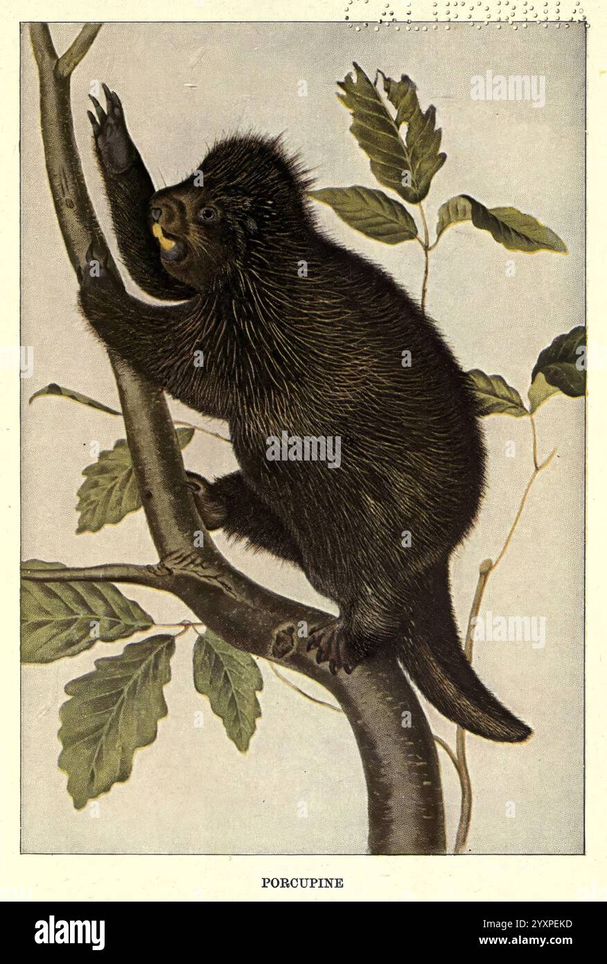 Primary defense mechanism hi-res stock photography and images - Alamy