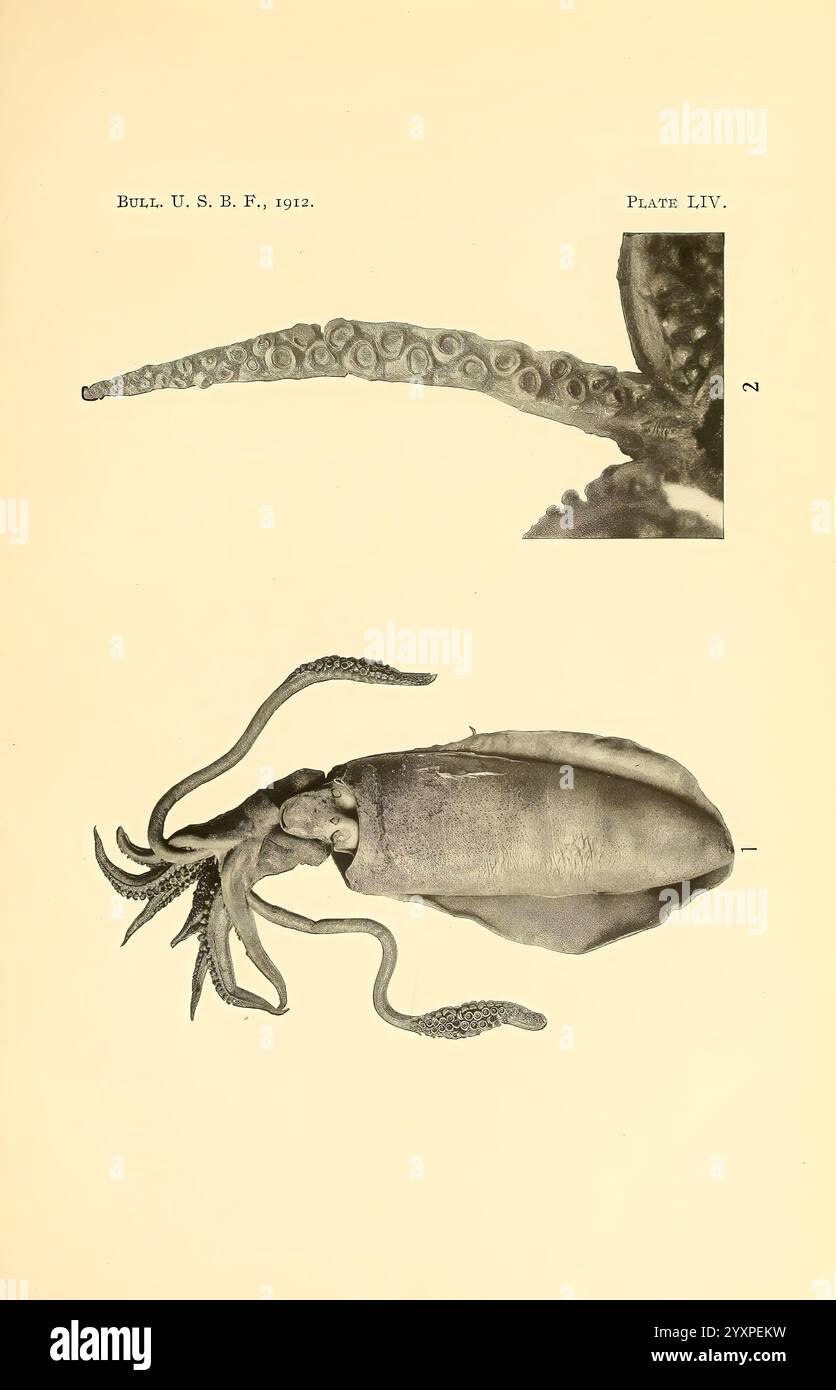 Multiple elongated arms hi-res stock photography and images - Alamy