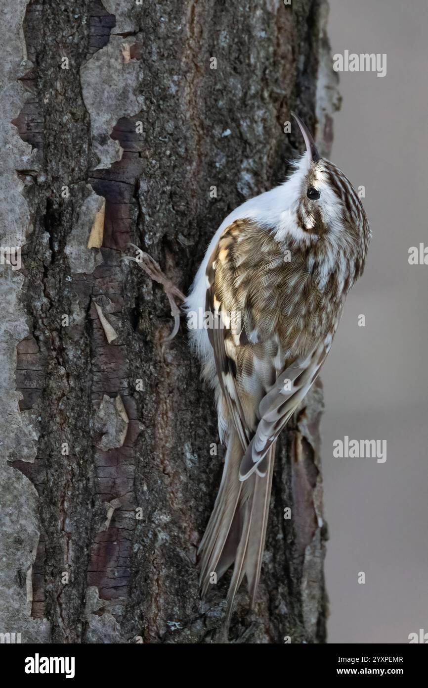 Eurasian Tree creeper Stock Photo - Alamy