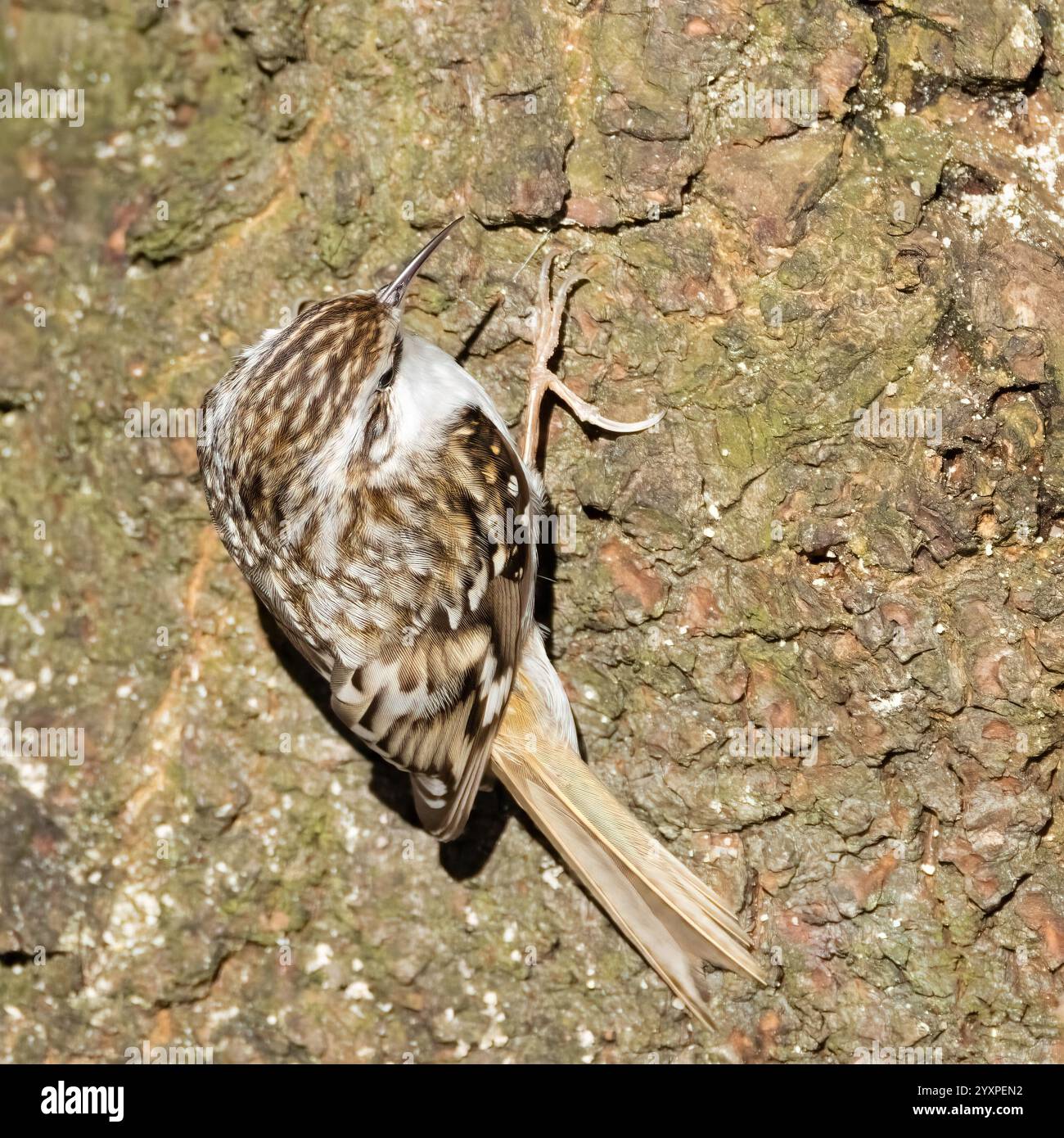 Eurasian Tree creeper Stock Photo - Alamy