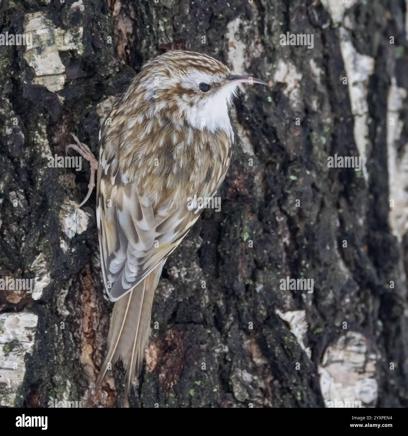 Eurasian Tree creeper Stock Photo - Alamy