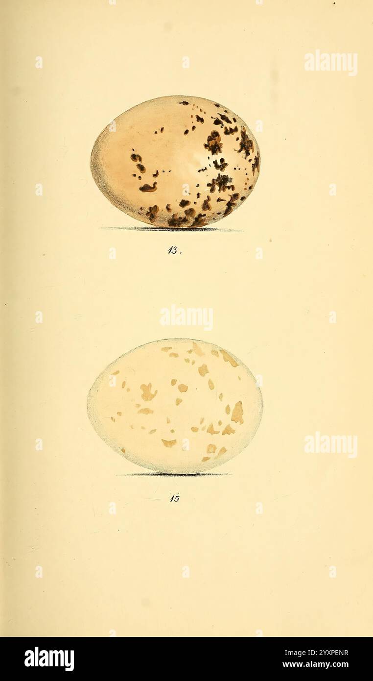 Second egg showcases hi-res stock photography and images - Alamy