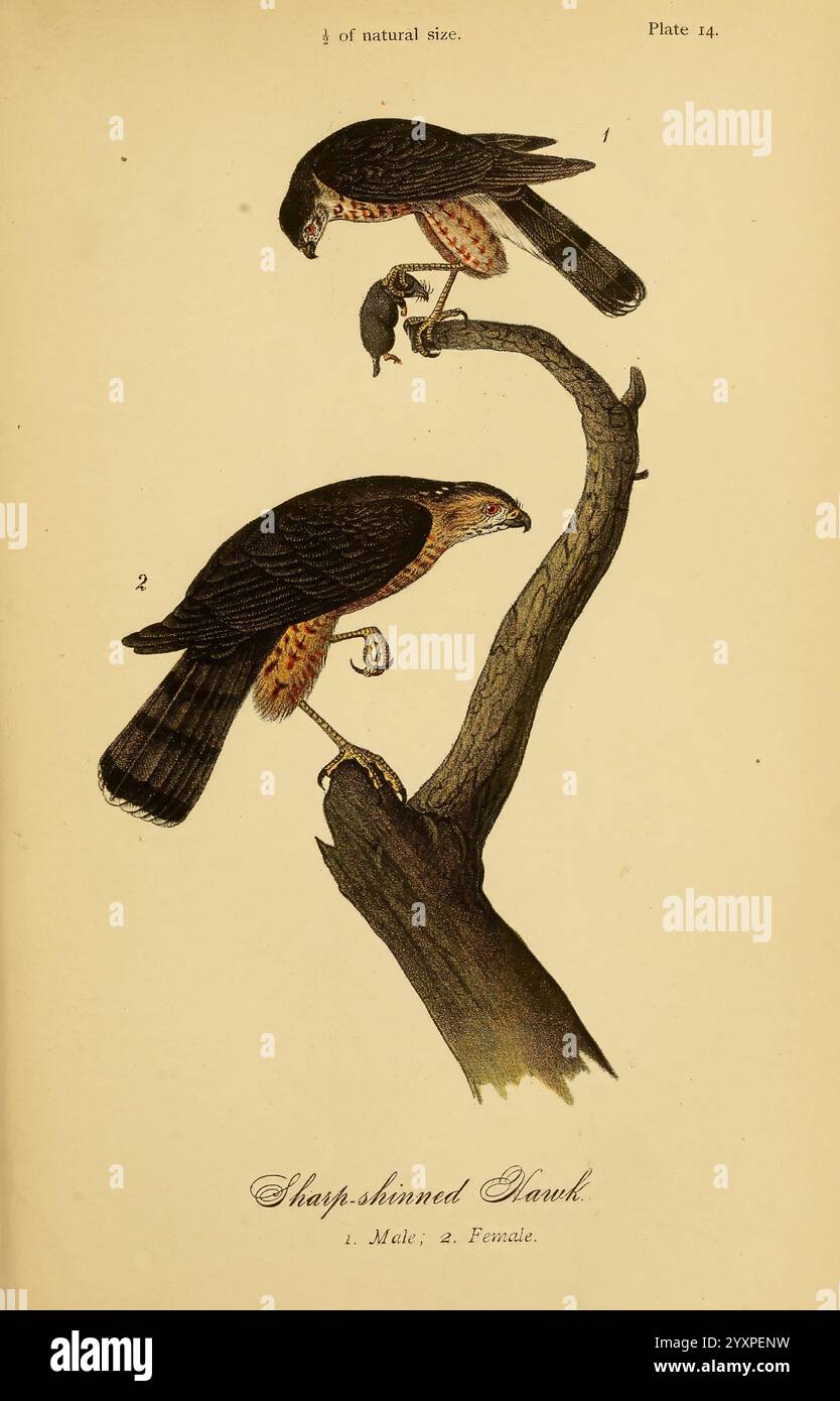 Two sharp shinned hawks hi-res stock photography and images - Alamy