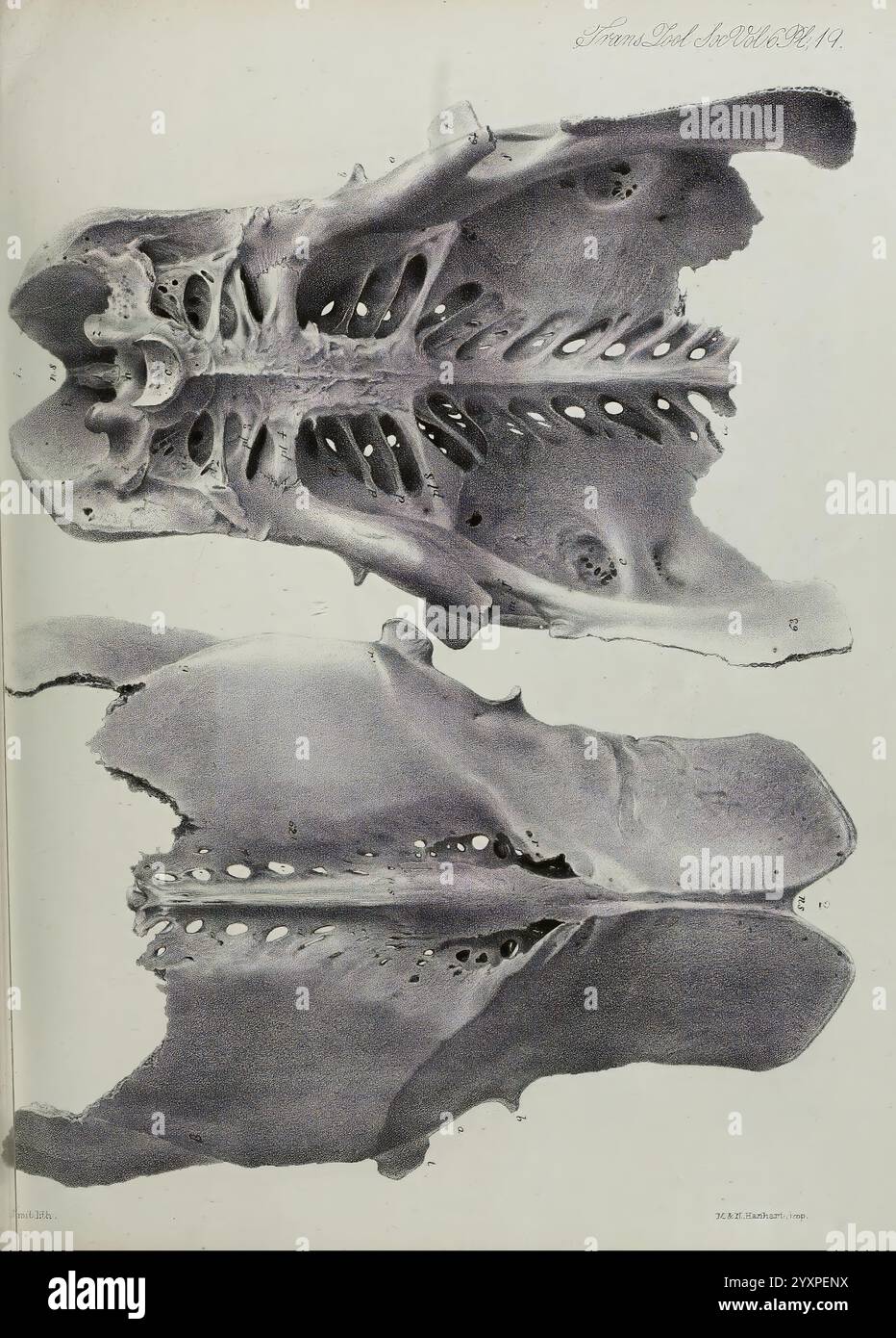 Delicate bone structures hi-res stock photography and images - Alamy