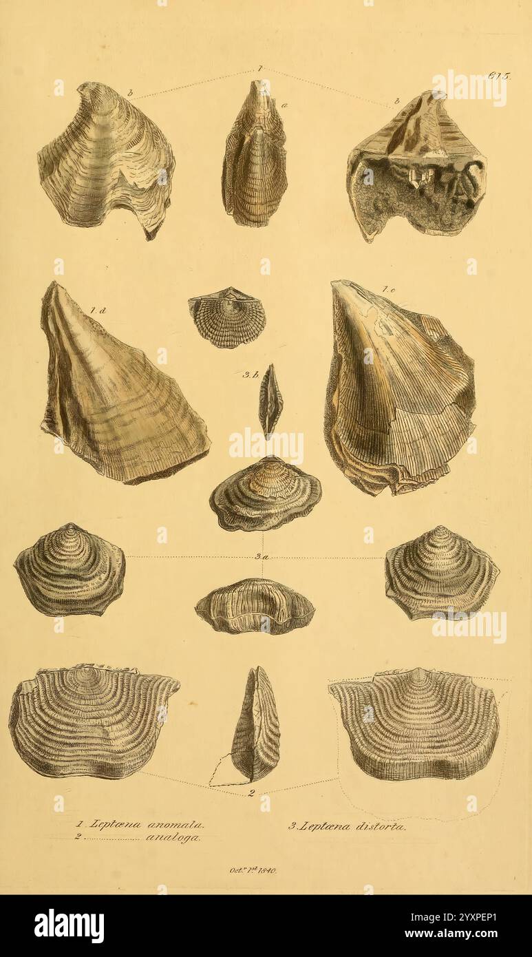 The mineral conchology of Great Britain, London, Printed by B. Meredith ...