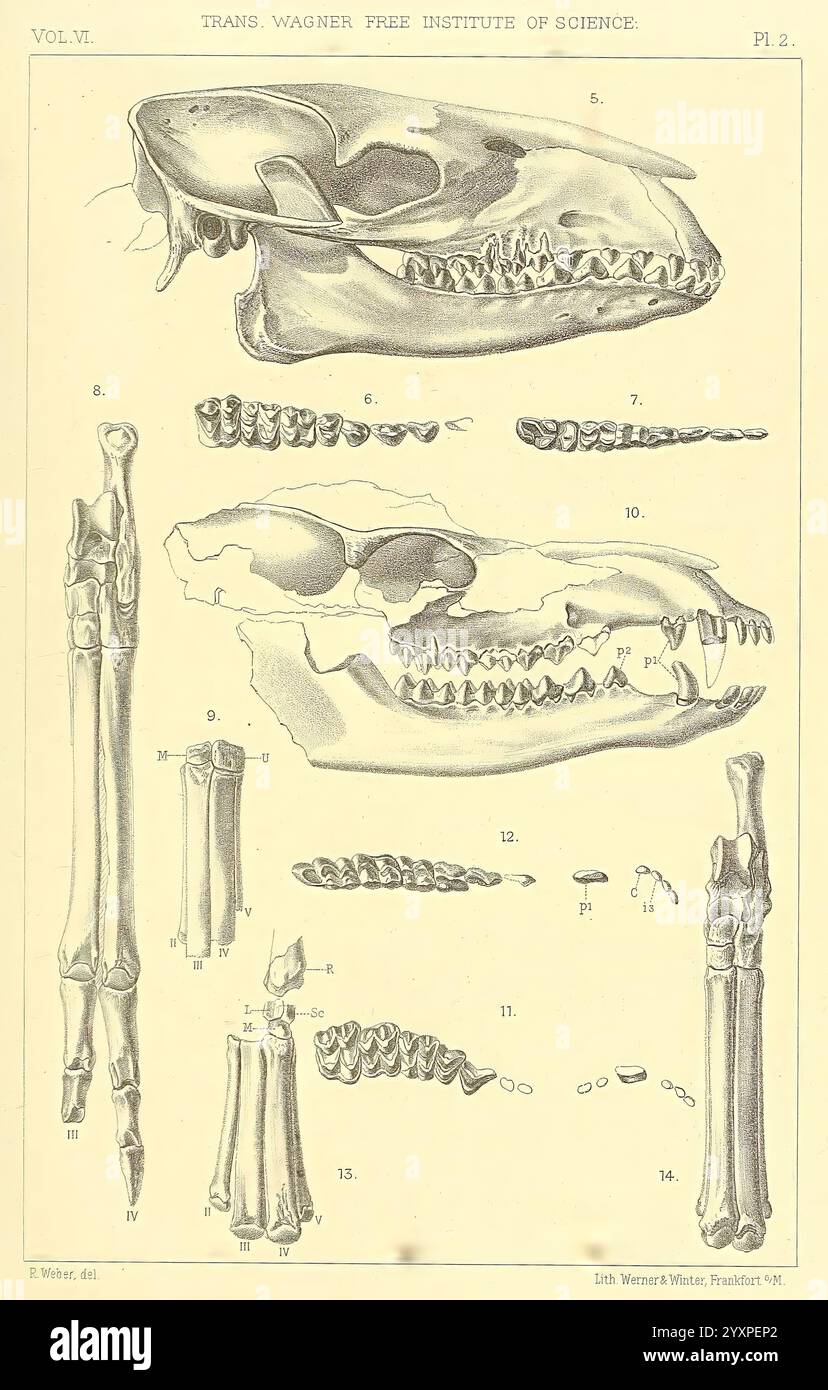 The selenodont artiodactyls of the Uinta Eocene Philadelphia Wagner ...